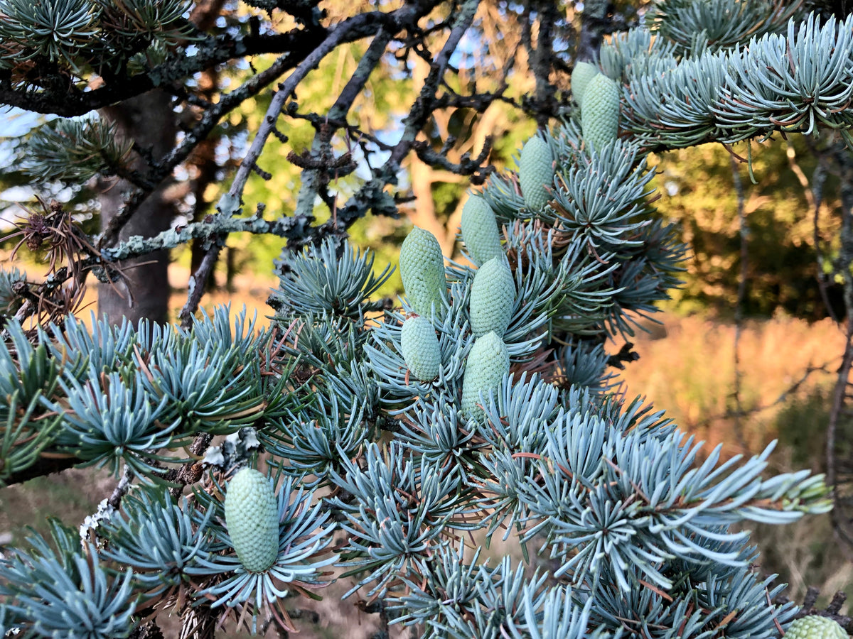 Cedrus Atlantica glauca, Cèdre bleu de l'Atlas (cône) – Gemmessence